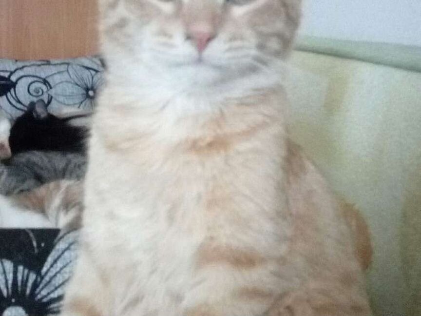 Кому потеряшку