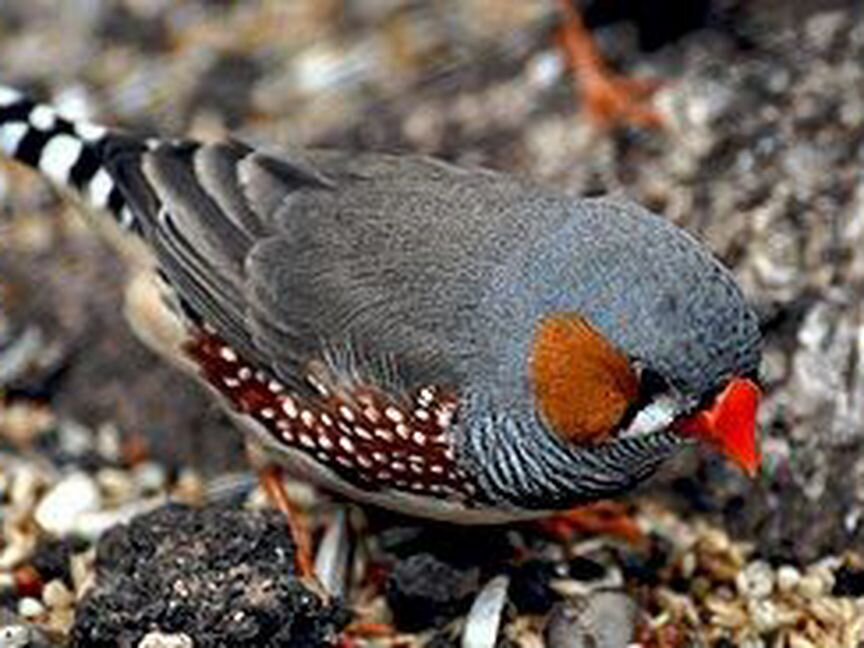 Зебровый амадин