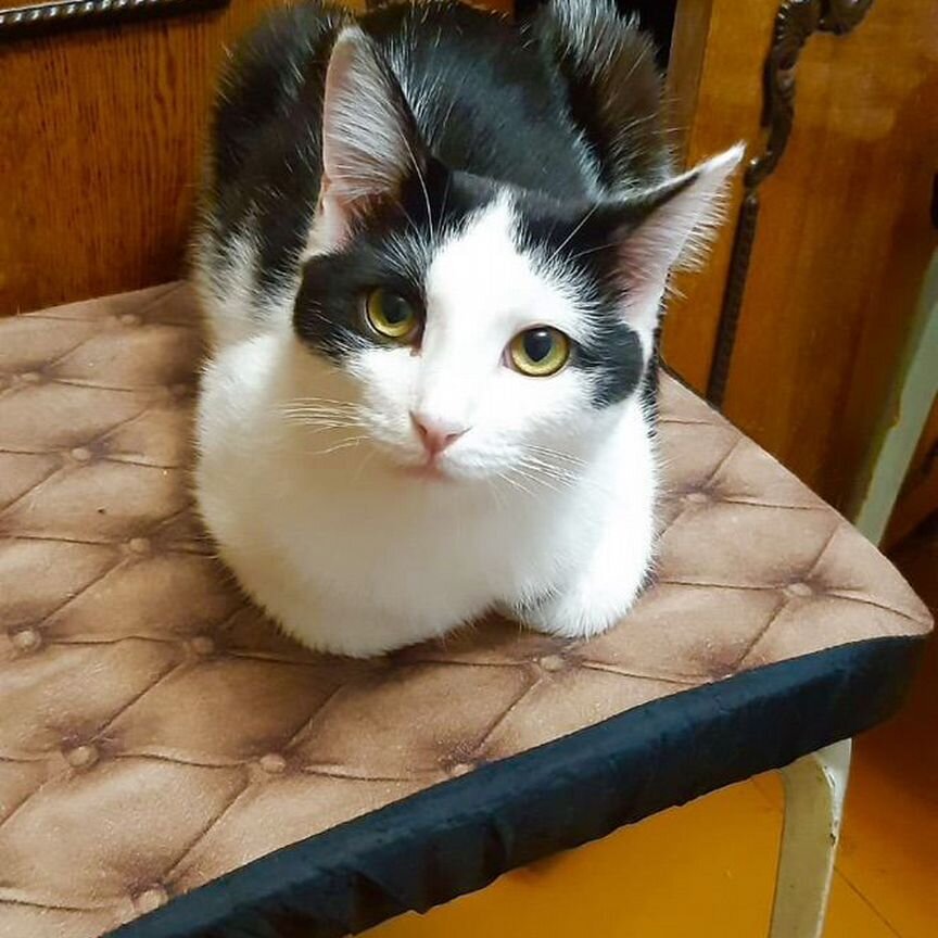 Тося и Зося 10 мес в добрые руки