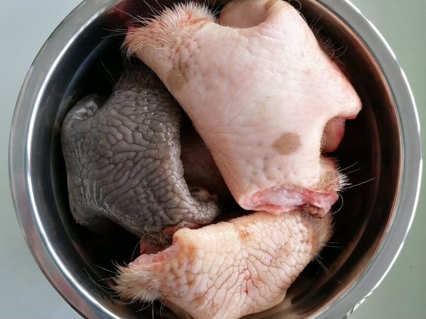 Мясо для собак, сушёные лакомства