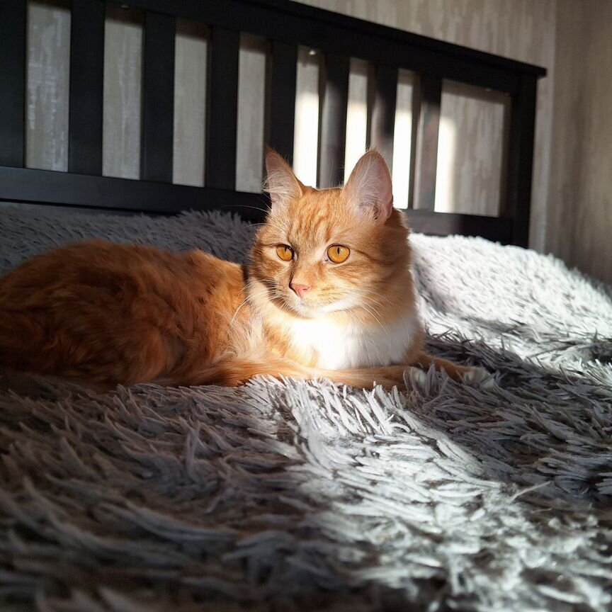 Кошка в добрые руки