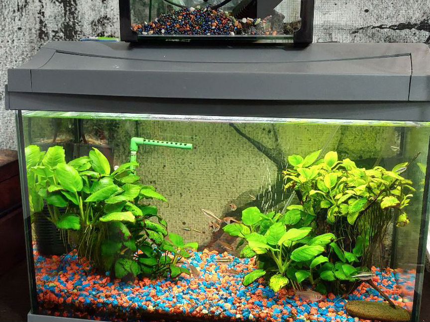 Два аквариума