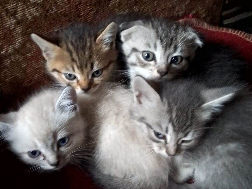 Шотладские котята