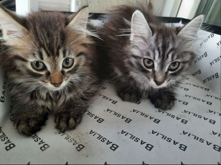 Кошка
