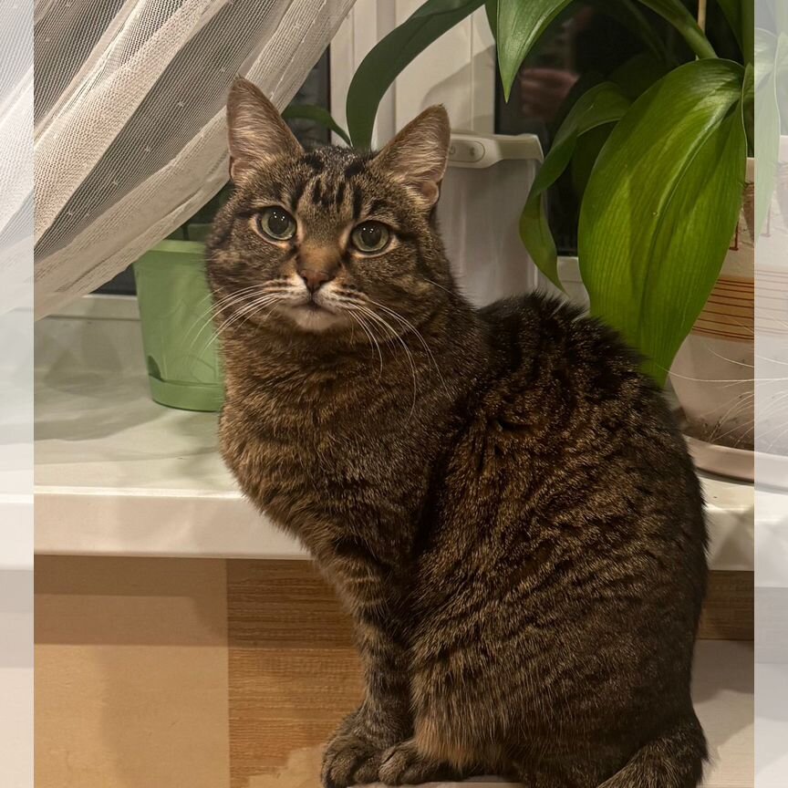 Взрослая, кошка в добрые руки