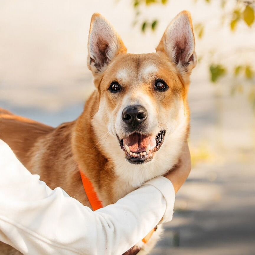 Собака в добрые руки