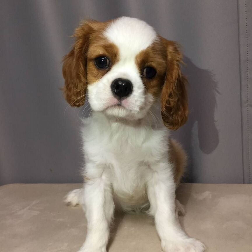 Кавалер кинг чарльз спаниель мальчик