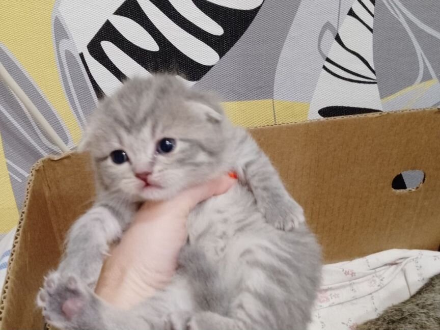 Шотландская