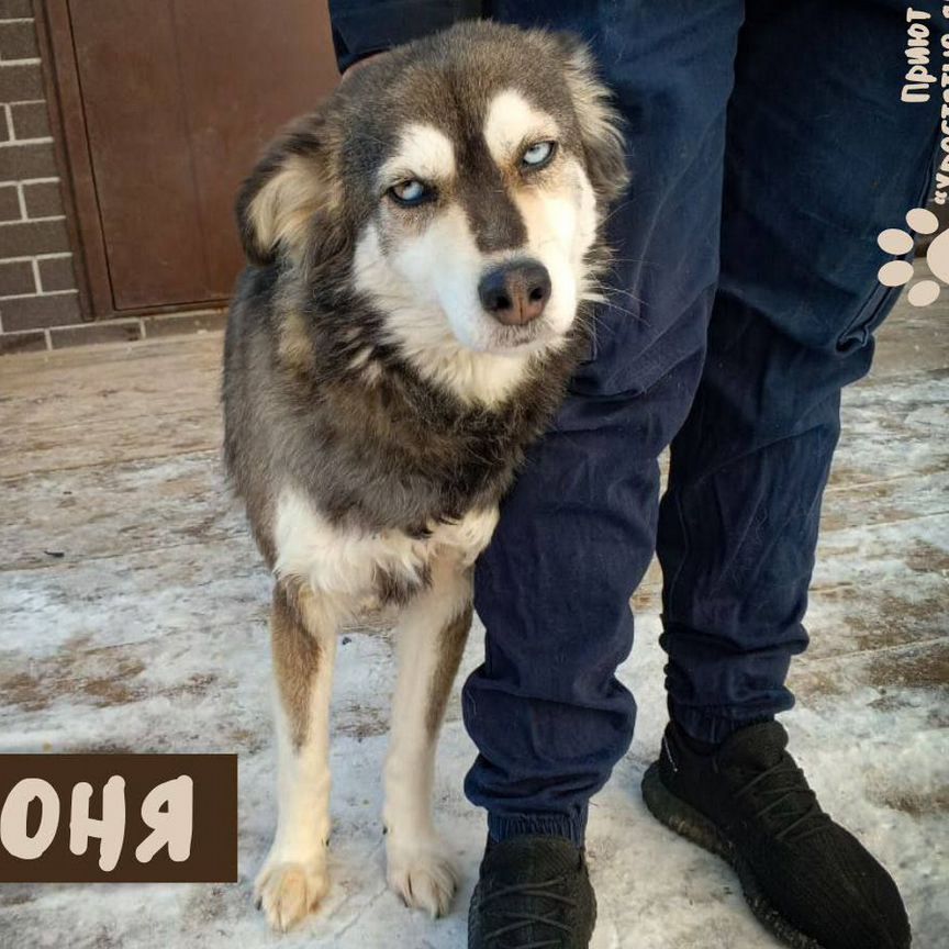 Собачке нужен дом