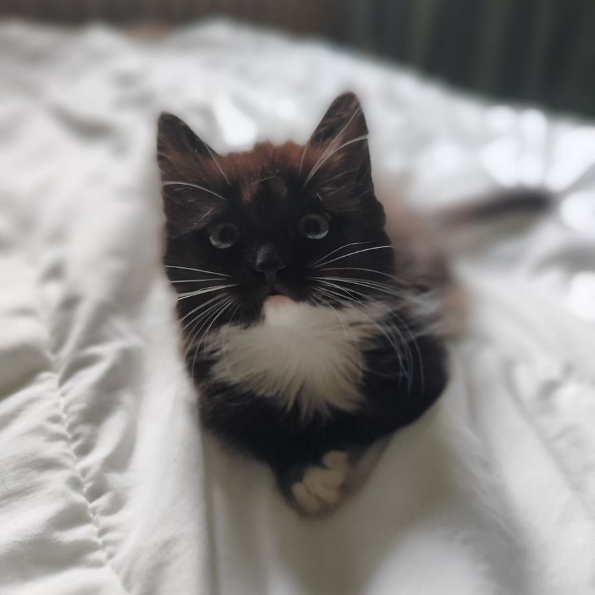 Котенок в добрые руки