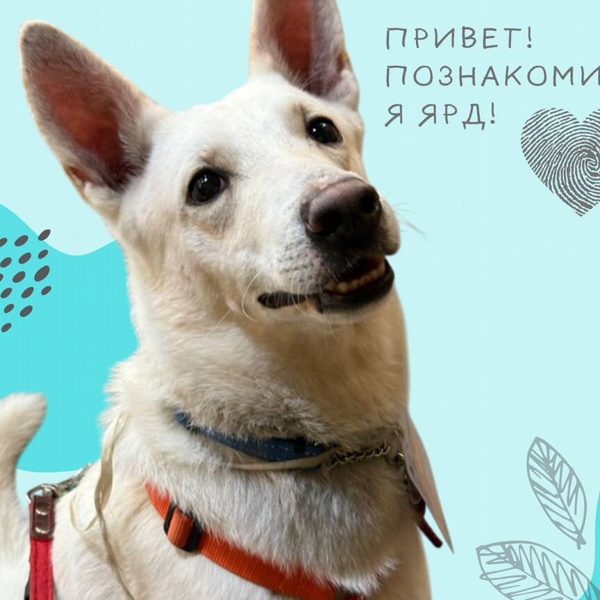 Взрослый пёс в добрые руки
