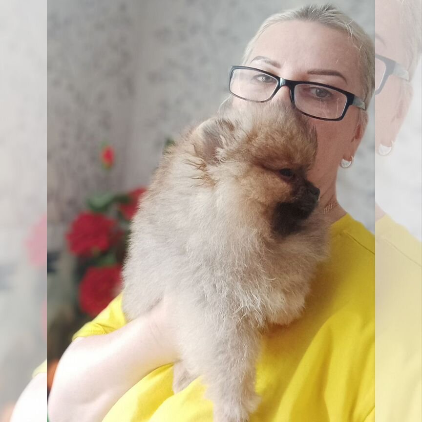 Померанский шпиц, щенок