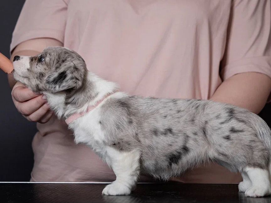 Вельш-корги кардиган