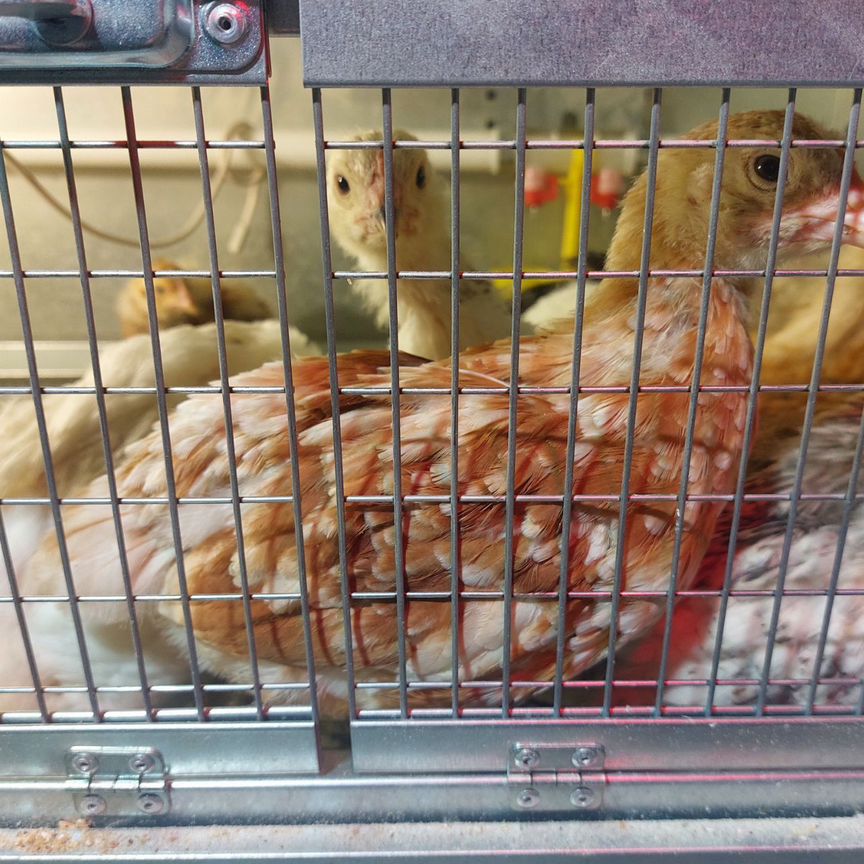 Цыплята несушки