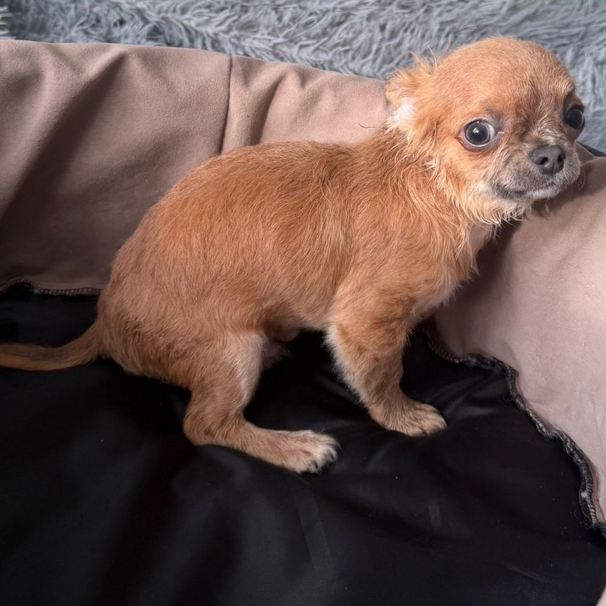 Чихуахуа, щенок