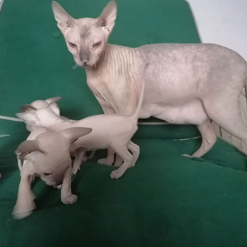Донской сфинкс котёнок