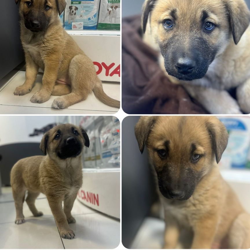 В поисках дома маленький щенок