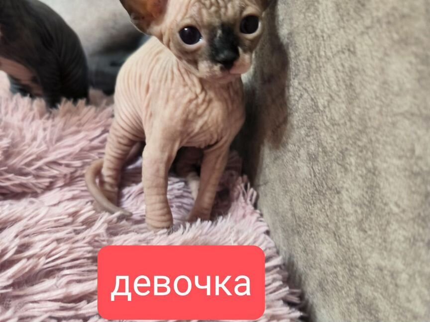 Канадский сфинкс