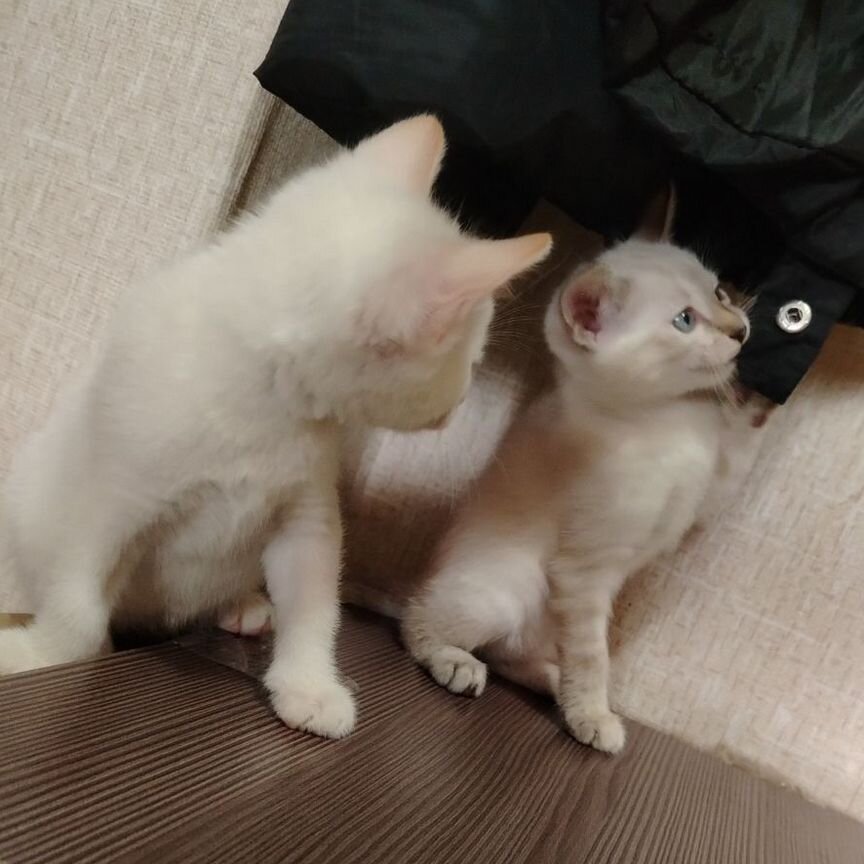Котята