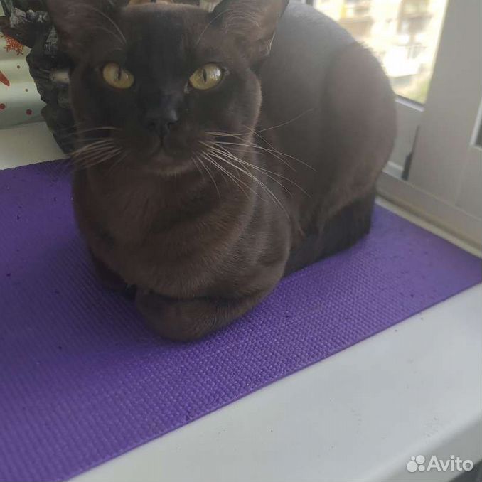 Вязка бурманский кот