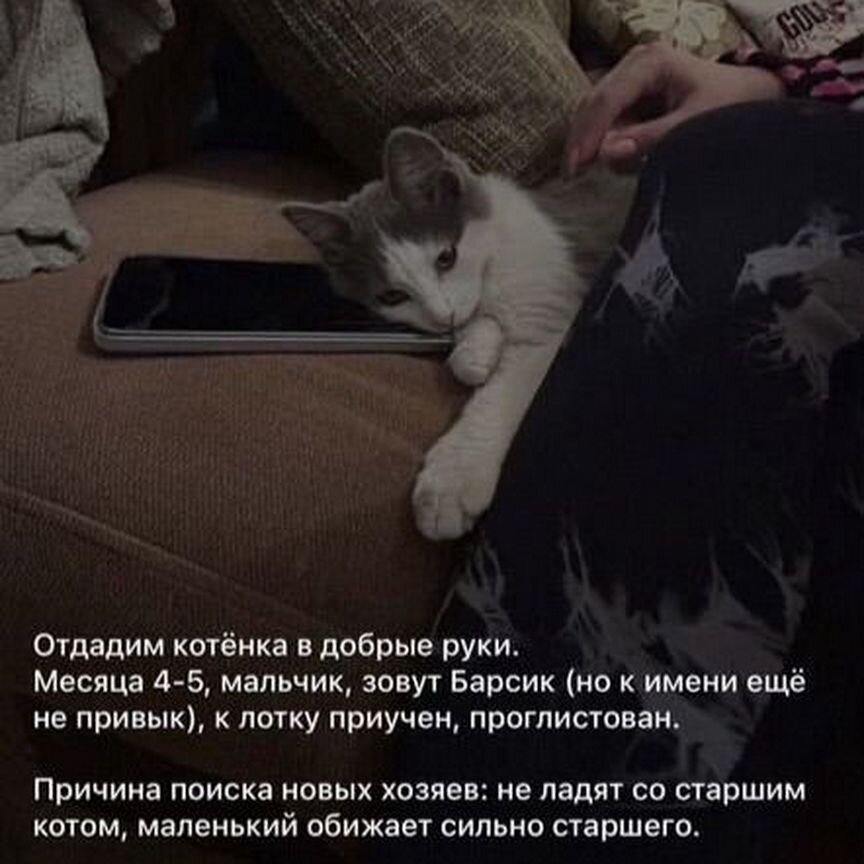 Котята в добрые руки