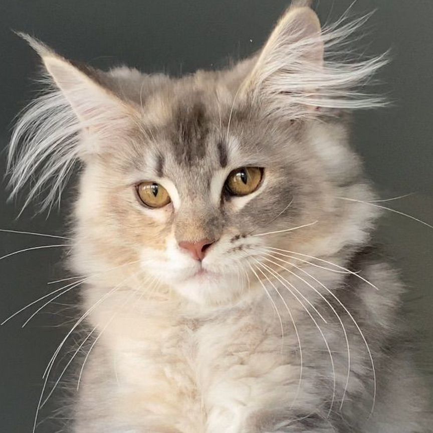 Кошка мейн кун
