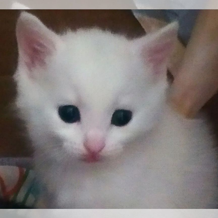 Турецкая ангора котёнок