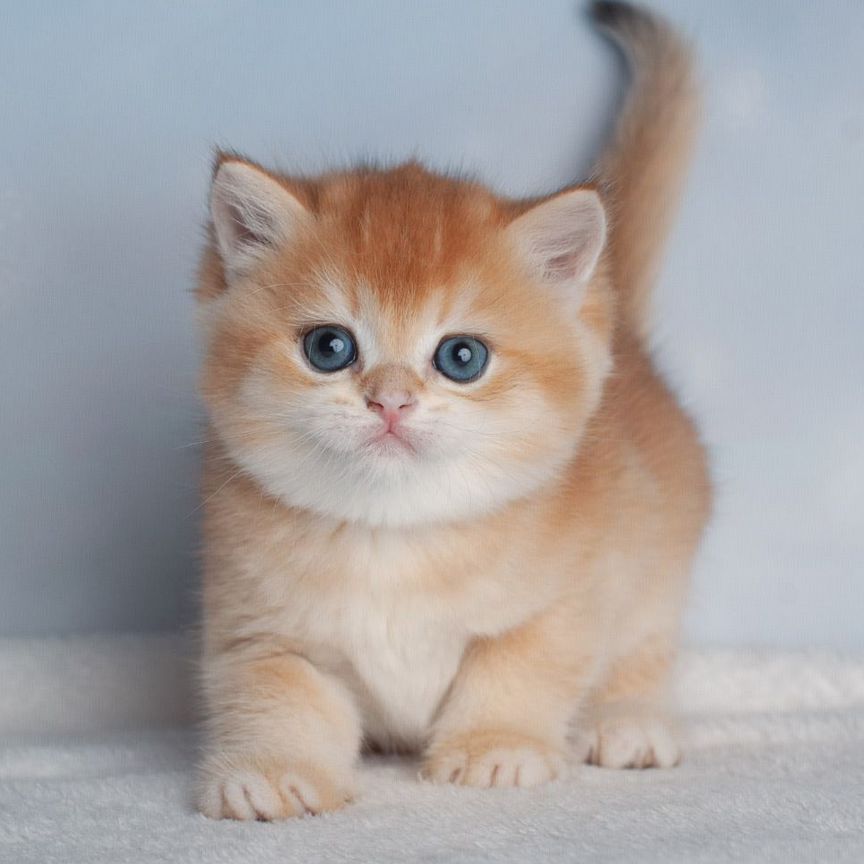 Британский короткошёрстный котёнок