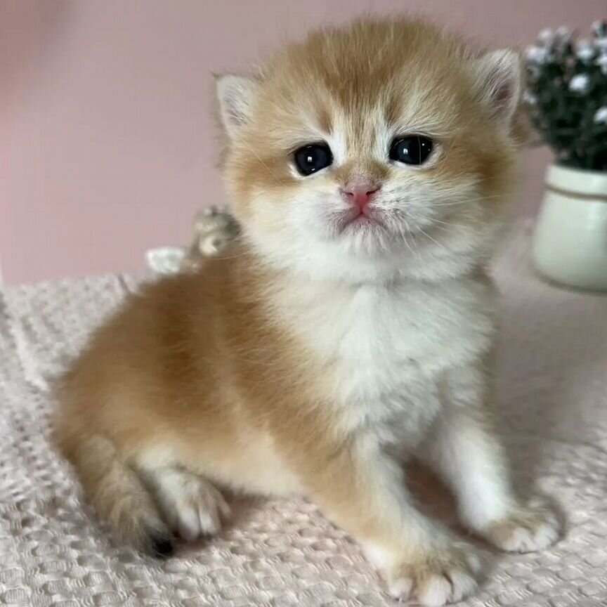 Британский короткошёрстный котёнок