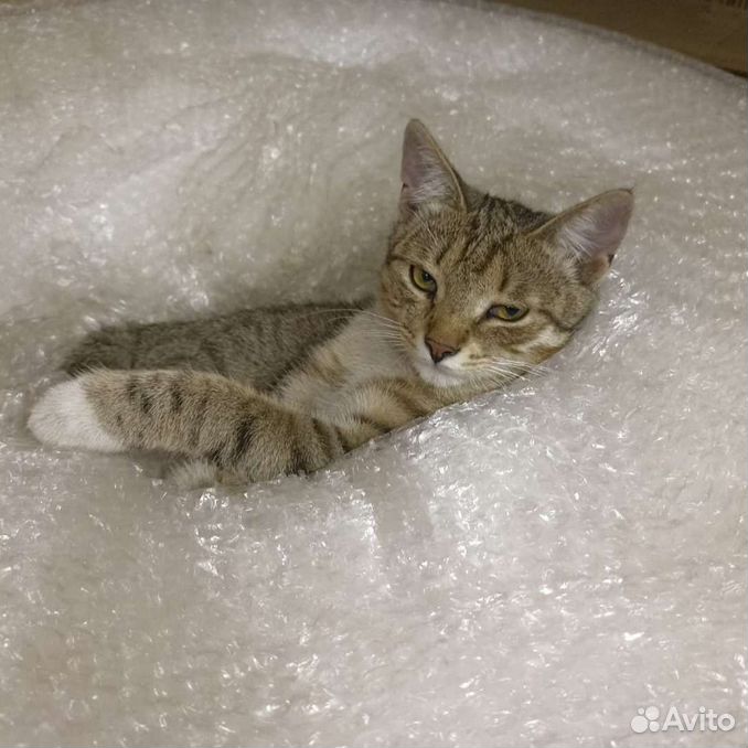 Котенок 8 мес добряк и ручной