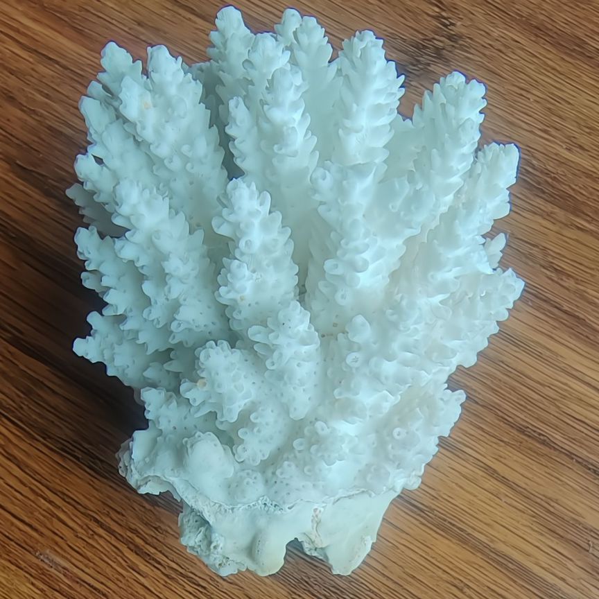 Коралл 9/7 см