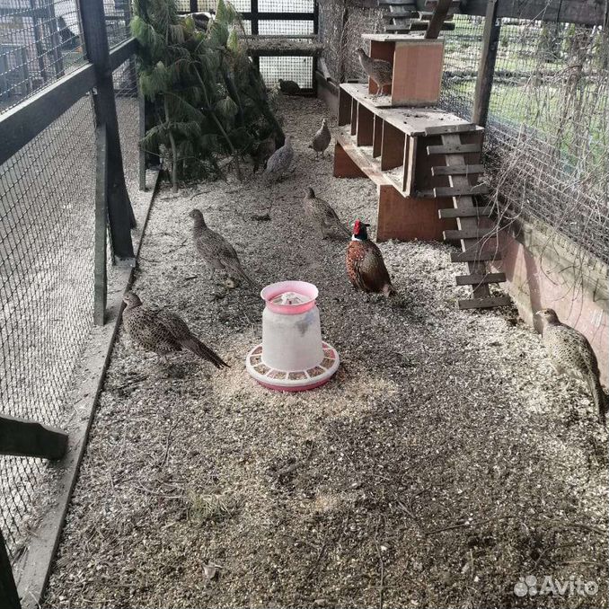 Семья охотничьего фазана