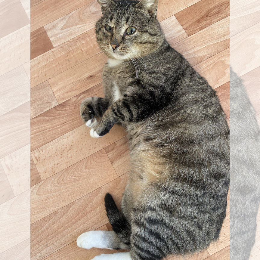 Взрослый кот в добрые руки