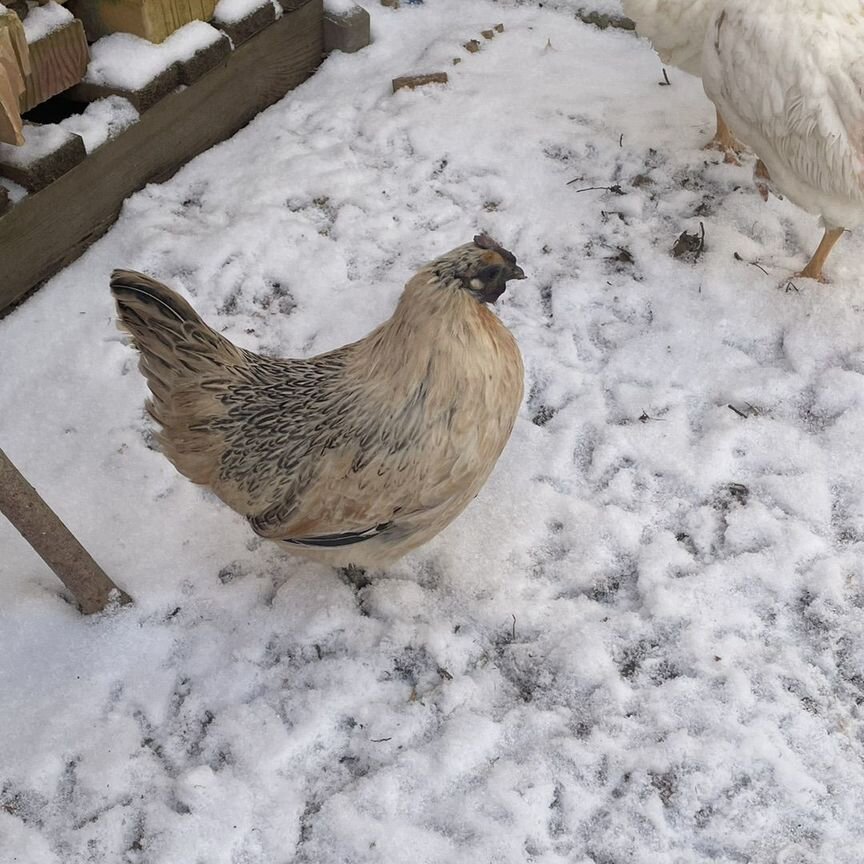 Курица лакеданзи