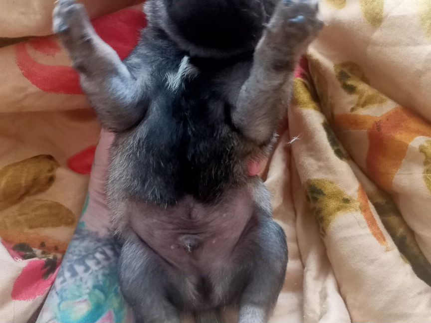 Мальчики и девочка мопсяши