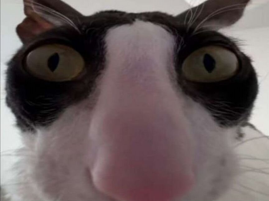 Коты породистые, продам бесплатно в руки (чистые)