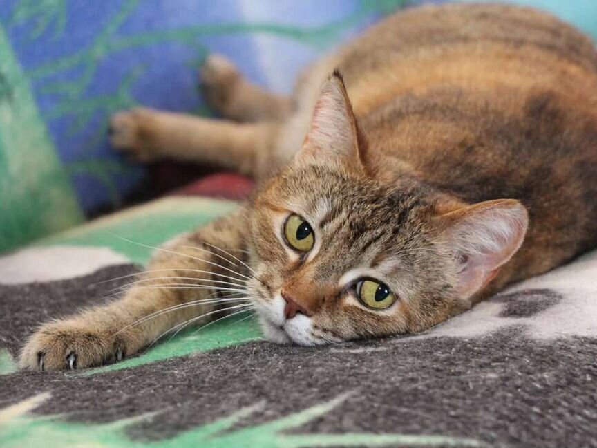 Кошка в дар