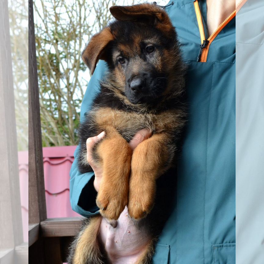 Немецкая овчарка, щенок