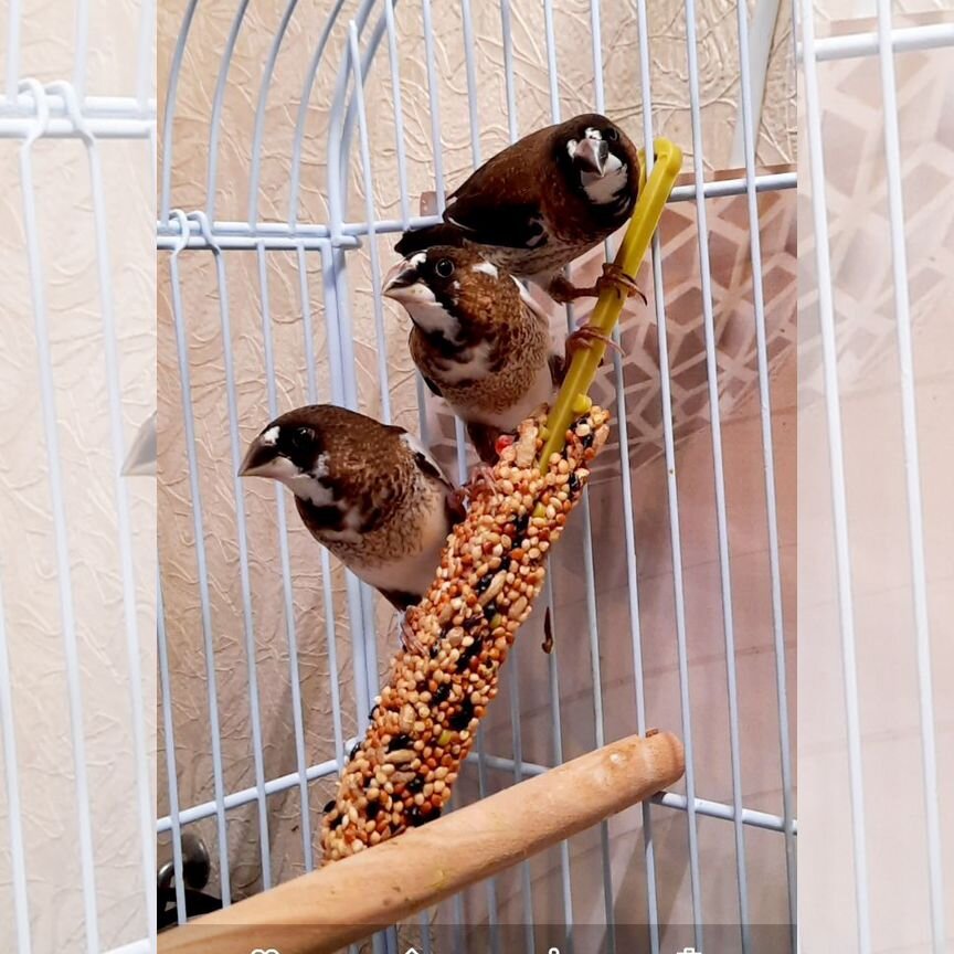 Японские амадины девочки