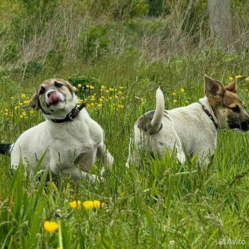 Ручные щенки в добрые руки