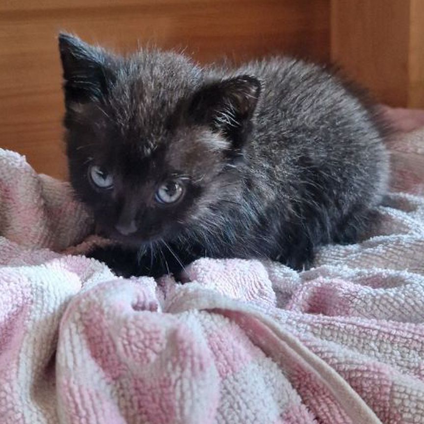 Котенка спасли от подростков