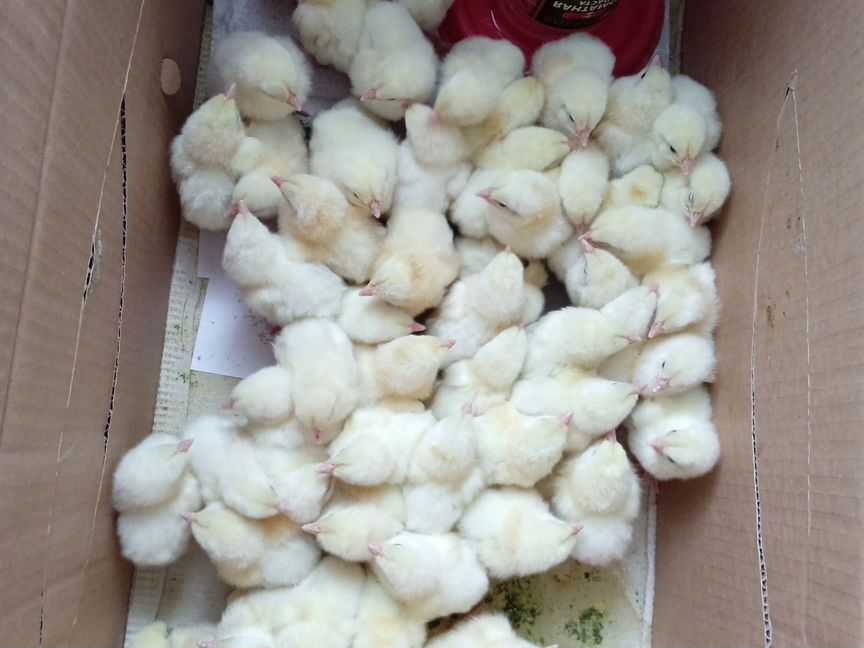 Цыплята бройлеры Смена 9