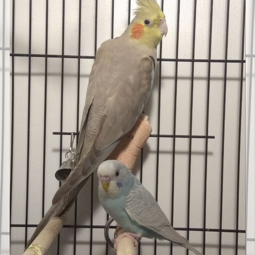 Корелла и волнистик