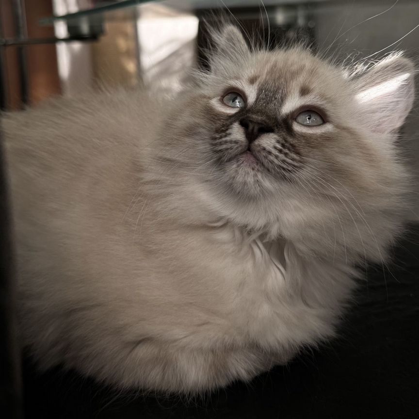 Невский маскарадный котёнок