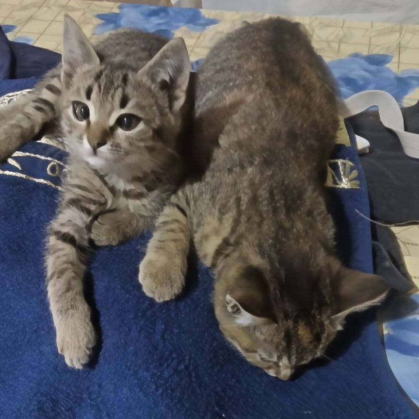 Европейский короткошёрстный котёнок