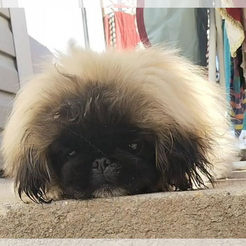 Пекинес, щенок