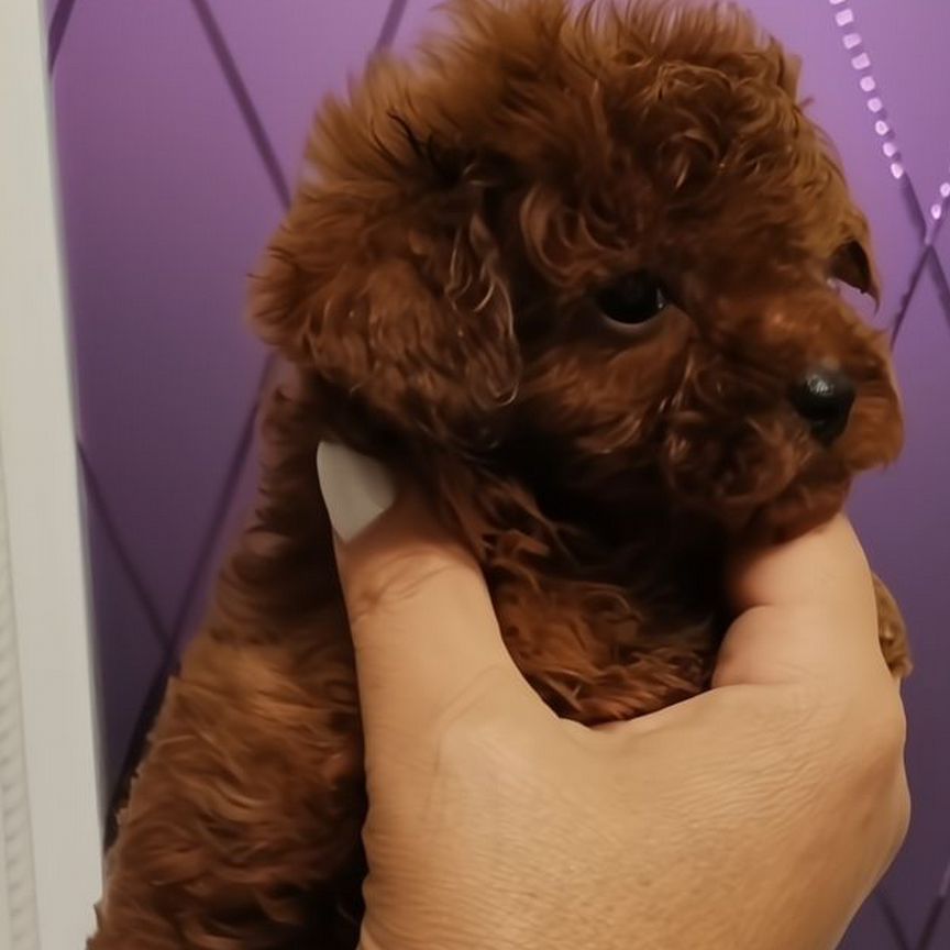 Той-пудель, щенок