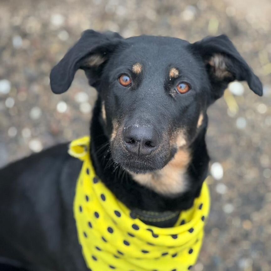 Нотка ждет в приюте