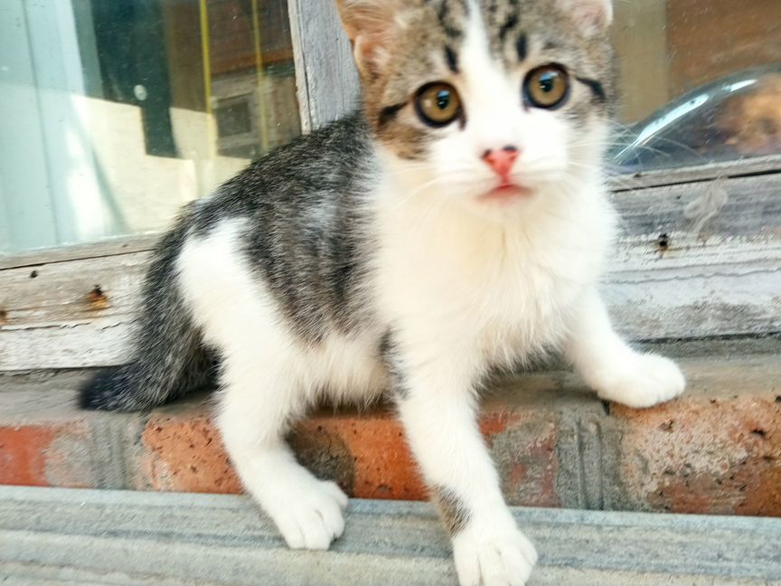 Котик малыш