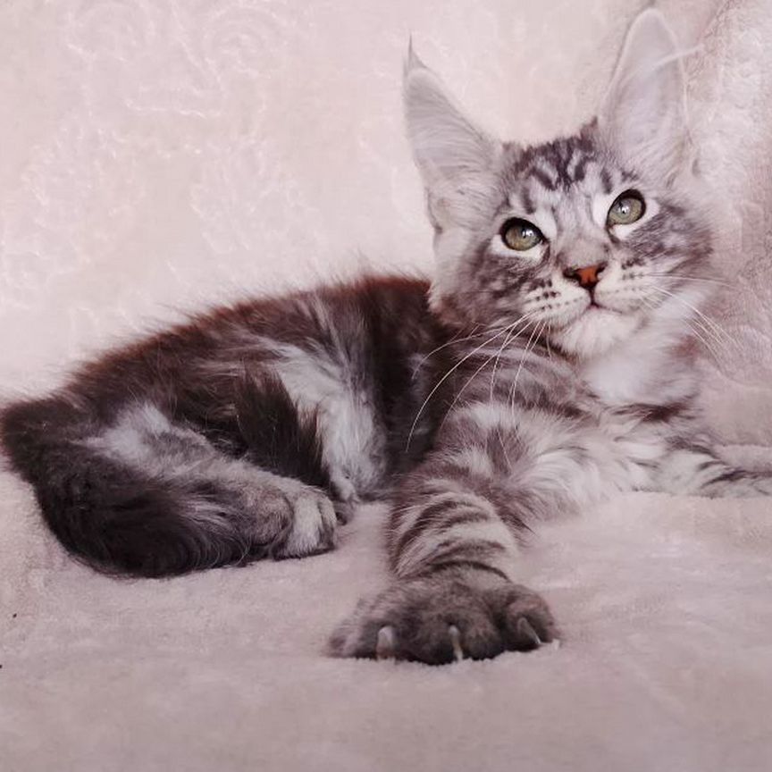 Мейн-кун котёнок
